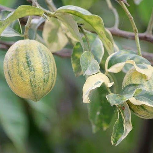 Citrus Limon Variegata Seeds: Amazon.co.uk: Garden & Outdoors