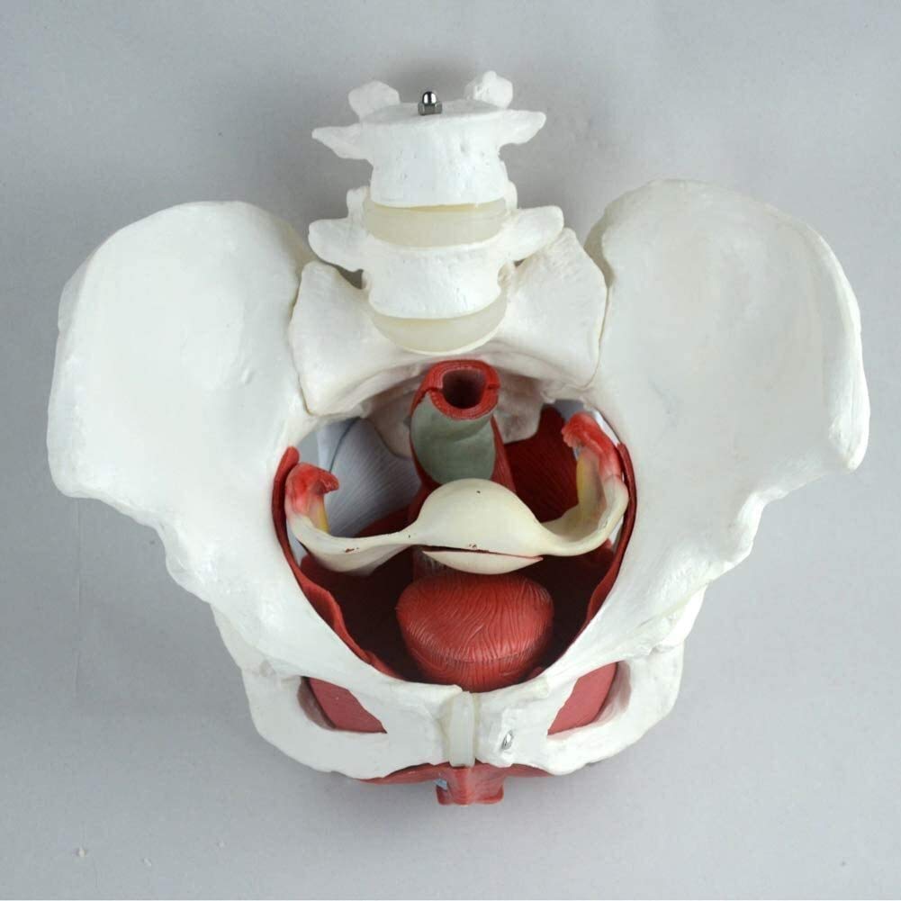 Science Education ZLF Female Pelvis and Reproductive Organs Model ...