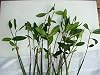 AQUACULTURE NURSERY FARMS Mangrove Tree 18"- 24" Copepod Amphipod ...