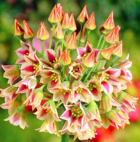 (3) Allium Bulgaricum, Nectaroscordum Siculum Blooming Sized Bulbs ...