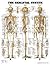 Skeletal System Anatomical Chart - LAMINATED - Human Skeleton Anatomy ...