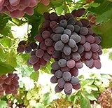 Grape vine cuttings for sale - Grow plants