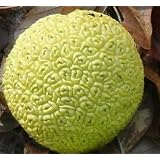 Amazon.com : 12 Hedge Apples, Osage Oranges, 100 Percent Organic Insect ...