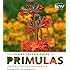 Primula: John Richards: 9780881925807: Amazon.com: Books