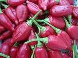 Inca Red Drop Pepper: Tears Of Fire - PepperScale