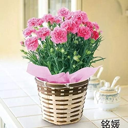 Carnation Picotee Mix Flower Seeds 30+ (Dianthus caryophyllus) Organic ...