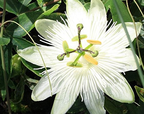 Passiflora 'Snow Queen' (Sent in 9cm pots) (1): Amazon.co.uk: Garden ...
