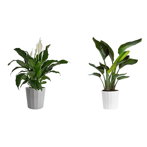 Costa Farms Peace Lily (2-3 Feet Tall) and White Bird of Paradise (3-4 ...