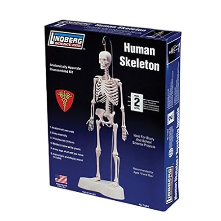 Lindberg 1:5 Scale Human Skeleton Model Kit: Amazon.co.uk: Toys & Games