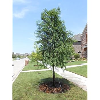 Amazon.com : 1 BALD CYPRESS TREE : Garden & Outdoor