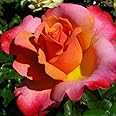 Amazon.com : Coral Rose Plant Live for Indoor Outdoor Planting, Rose ...