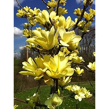 Amazon.com : Michelia Alba/Magnolia Champaca Live Plant (White Flowers ...