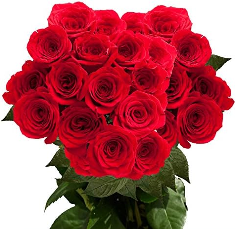 2 Dozen Red Roses- Fresh Flowers| Guaranteed Delivery | Pricepulse