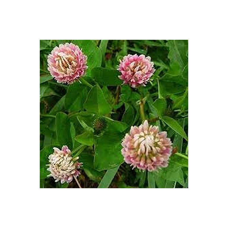 Alsike Clover Seeds - an Extremely Winter Hardy Perennial Clover ...