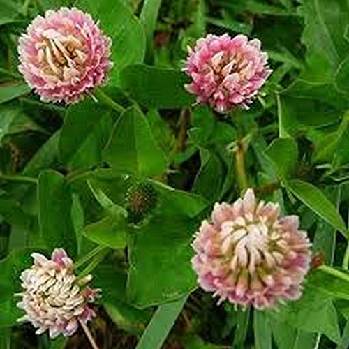 Alsike Clover Seeds - an Extremely Winter Hardy Perennial Clover ...