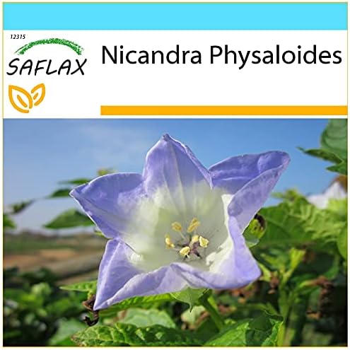 Gift Set - Apple of Peru - 100 Seeds - Nicandra Physaloides price in ...