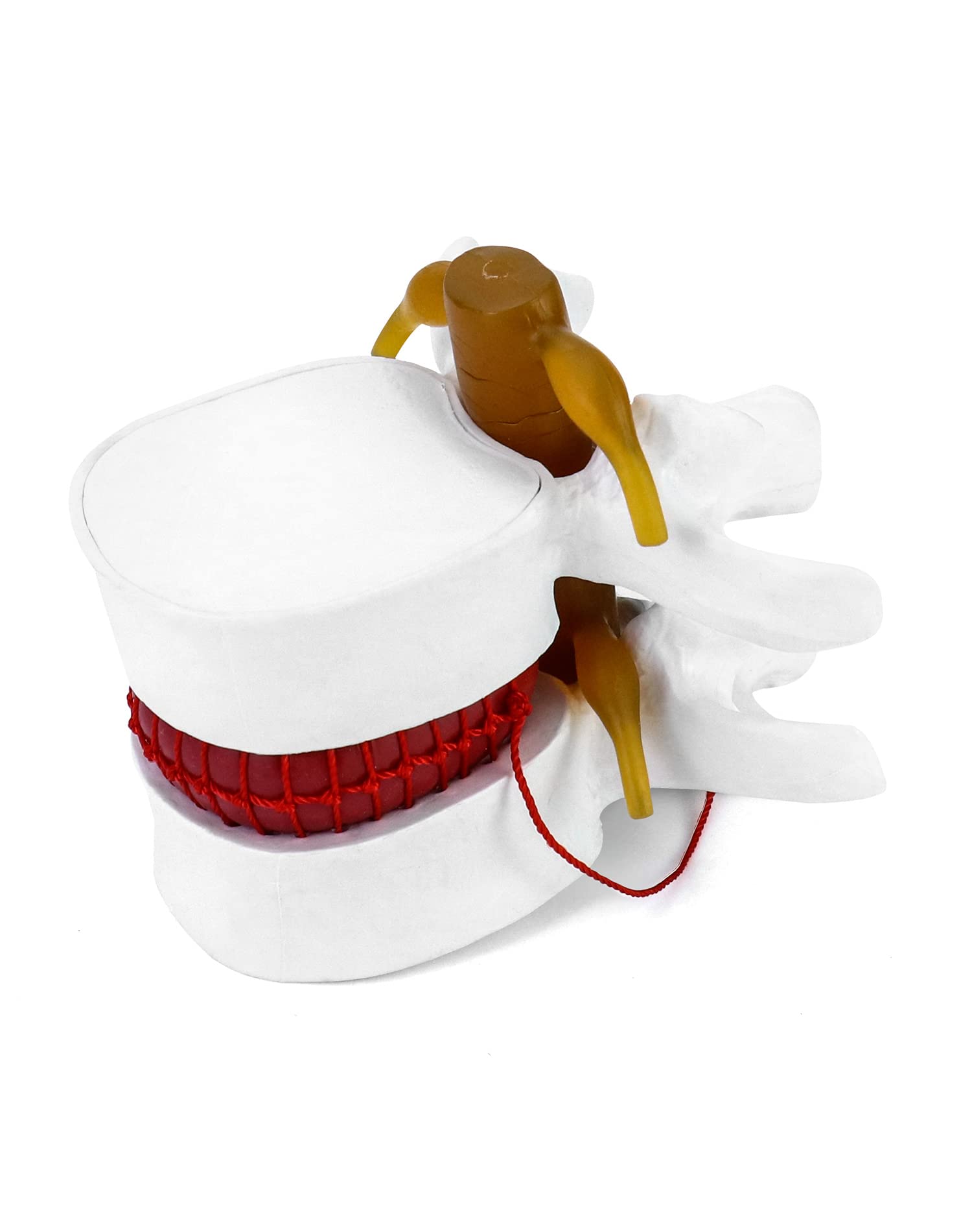 Mua QWORK Anatomical Human Lumbar Vertebrae Degenerative Spine Model ...