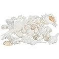 Amazon.com: Nautical Crush Trading Sea Shells - White Real Mixed Beach ...