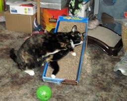 Amazon.com : Cosmic Alpine Scratcher : Scratching Pads : Pet Supplies