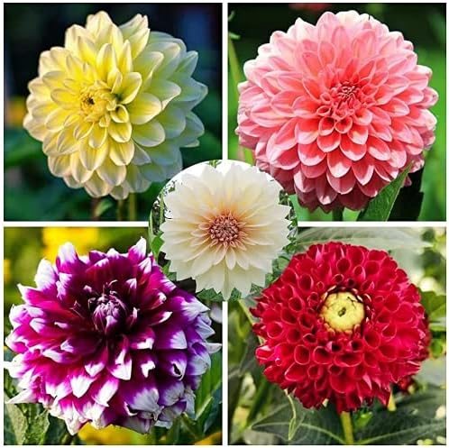 2pcs bulbes de Dahlia de Couleur mélangée Jardin terrasse croissance ...