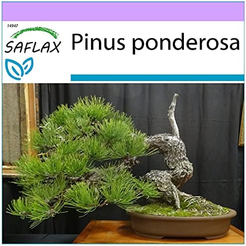 Bonsai - Ponderosa Pine - 20 Seeds - Pinus Ponderosa price in Saudi ...