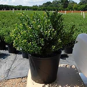 Amazon.com : Ilex Compacta Holly Shrub Plants : Garden & Outdoor