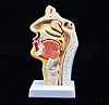XINDAM Human Anatomical Nasal Cavity Throat Anatomy Medical Model For ...