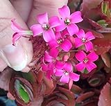 Kalanchoe blossfeldiana - How to grow & care