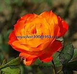 Miniature roses for sale - Grow plants