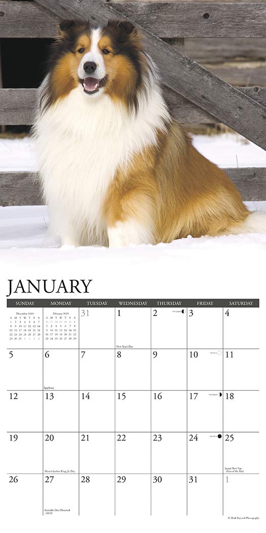 Download Sheltie Kalender 2021 Gif