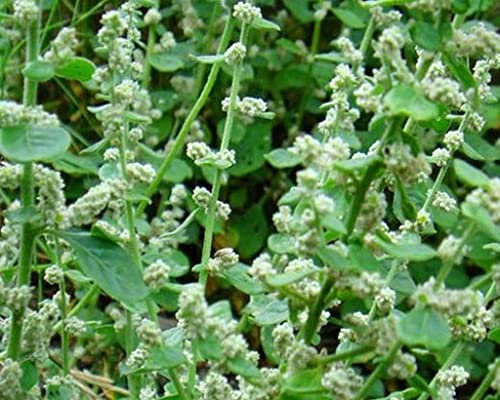 Buy Creative Farmer Sirupeelai | Aerva Lanata Mountain Knot Grass ...