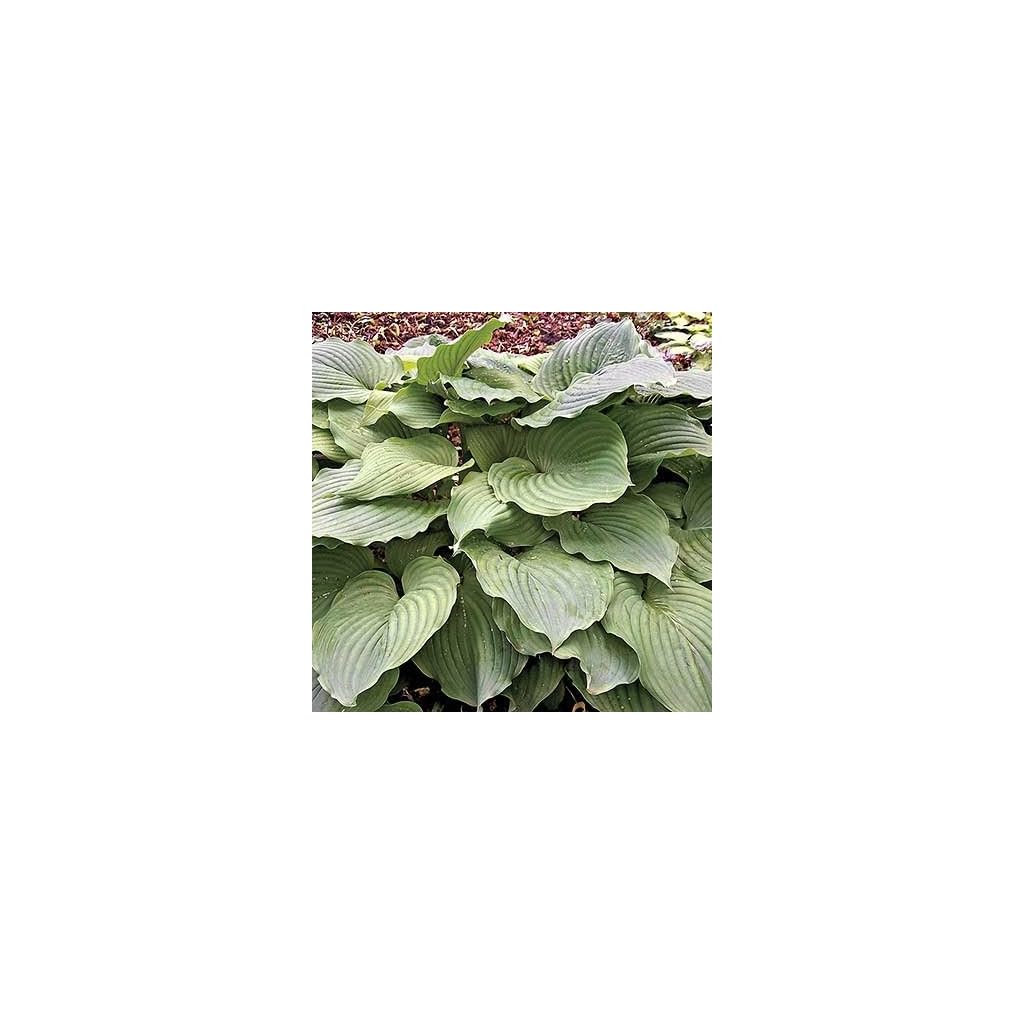 Buy hosta seeds online - best price and quality