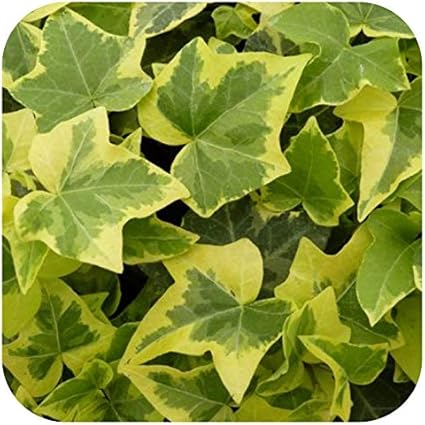 Hedera Helix 'Golden Child' Large Plug Plants x 3 Trailing Ivy Hardy ...