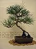 10 Japanese Black Pine Tree Pinetree Evergreen Pinus Thunbergii Seeds ...