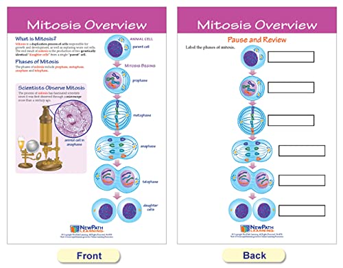 NewPath Learning Mitosis Bulletin Board Chart Set (Pack Of 5) (94-7014 ...