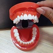 Dental Typodont Standard Teeth model for Teaching Practice ...