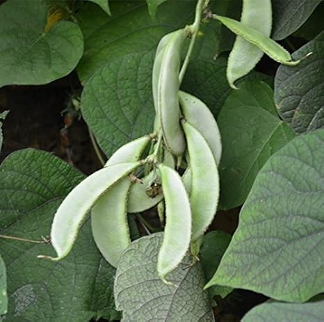 Amazon.com : Green Leaf Hyacinth Bean - 100 Seeds : Garden & Outdoor