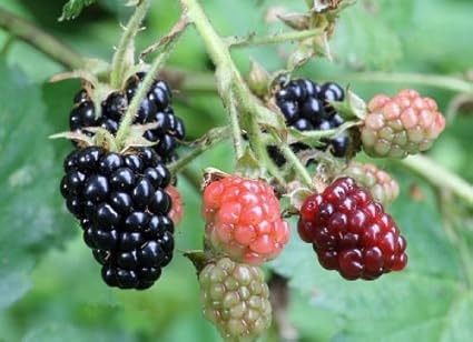 SD0506 Blackberry Seeds, Rubus Fruticosus Fruit Seeds, Berry Heirloom ...
