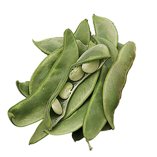 How To Grow Bountiful Beans! - MyGreenTerra - GrowYourOwn