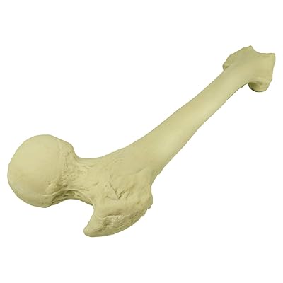 Anatomy Femur Bone Model for Medical Teaching and Bahrain | Ubuy