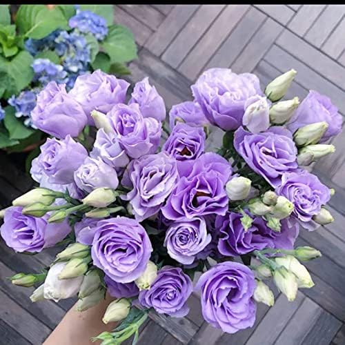 NEOCCAHZ Indoor Plant Eustoma seeds are sown in four seasons, easy to ...