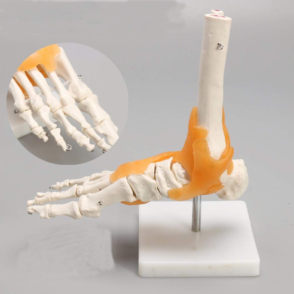 Lmeil Foot Joint Model With Ligaments Human 1 1 Skeleton | Desertcart ...