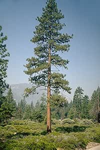 Amazon.com : 50 Jeffrey Pine Tree Seeds, Pinus Jeffreyi : Garden & Outdoor