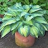 Abiqua Moonbeam Hosta - thehostafarm.com