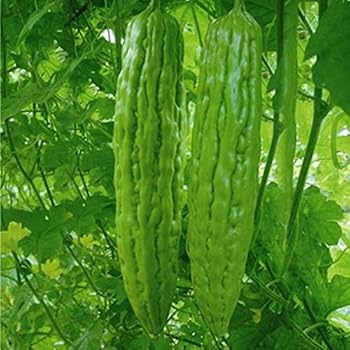 Amazon.com : Ampalaya 20 Seeds Philippine Bureau of Plant Industry ...