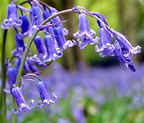 سعر 25 x English Bluebell seeds - Hyacinthoides Non Scripta - Freshly ...