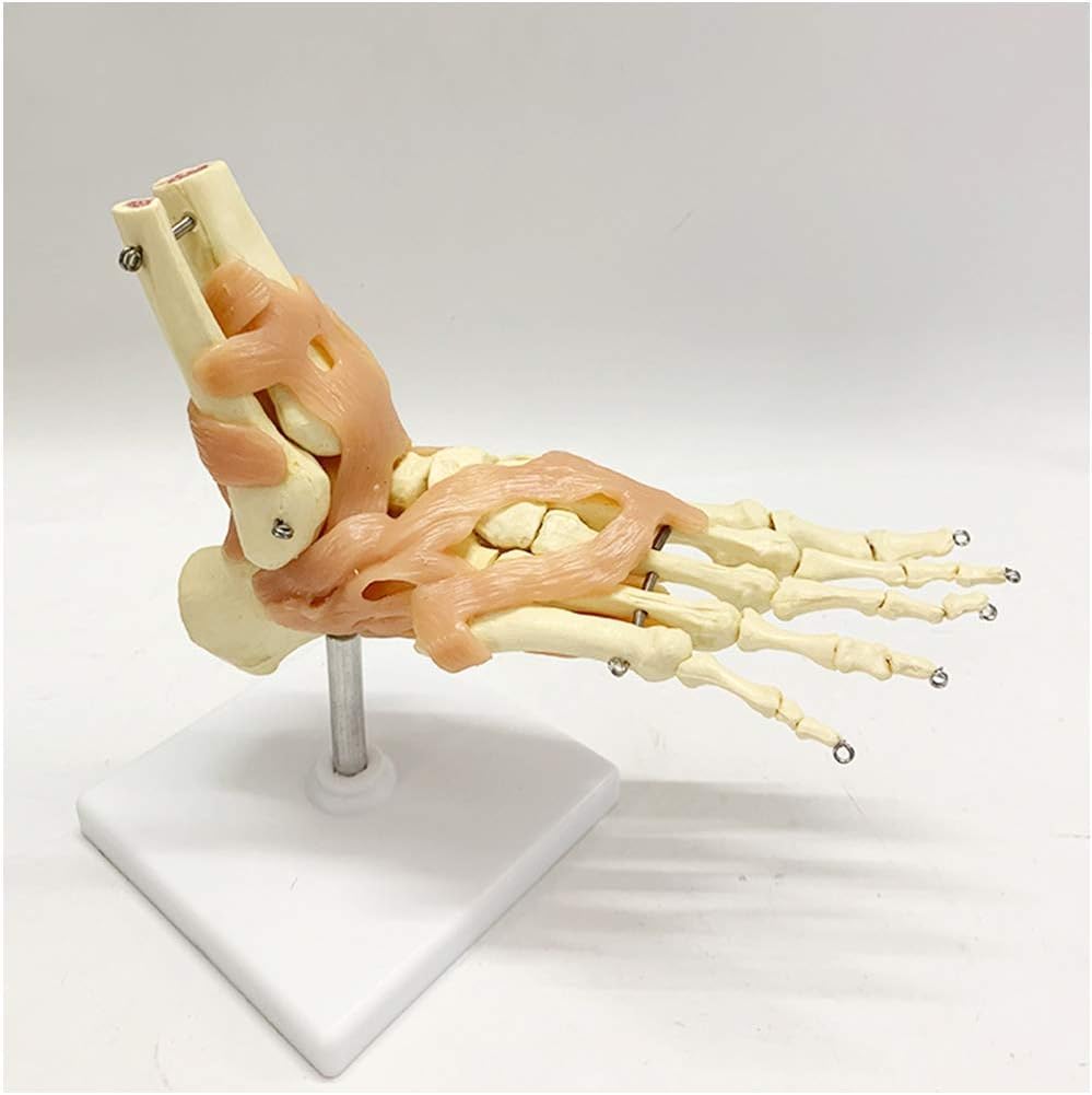 Mua Anatomical Model of Foot and Ankle Joint - Life-Sized Human Foot ...