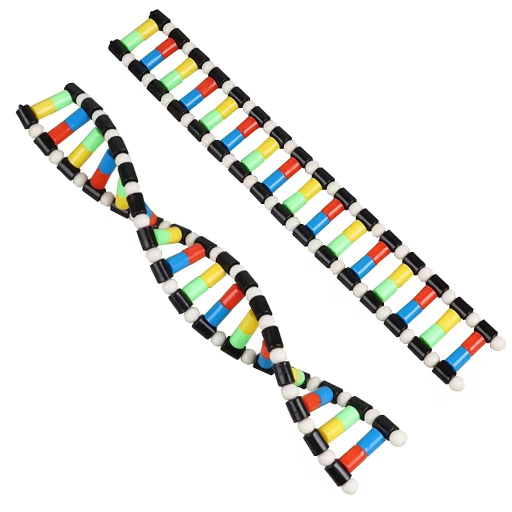 DNA Model Double Helix Structure Model DNA Double Helix Modesl Kit DNA ...