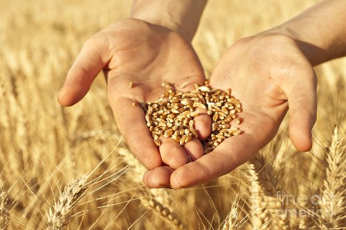 Todd's Seeds - Hard Red Wheatgrass - 5 Lb's - Sprouting Wheat Grass ...