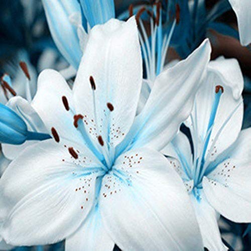 50 Lily Seeds Rare Lilium Brownii Bonsai Blue Heart lily Seeds Home ...